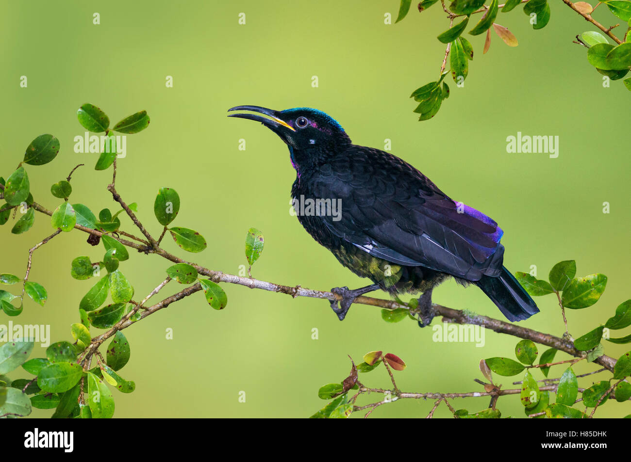 Victoria's Riflebird (Ptiloris victoriae) male, Queensland, Australia ...