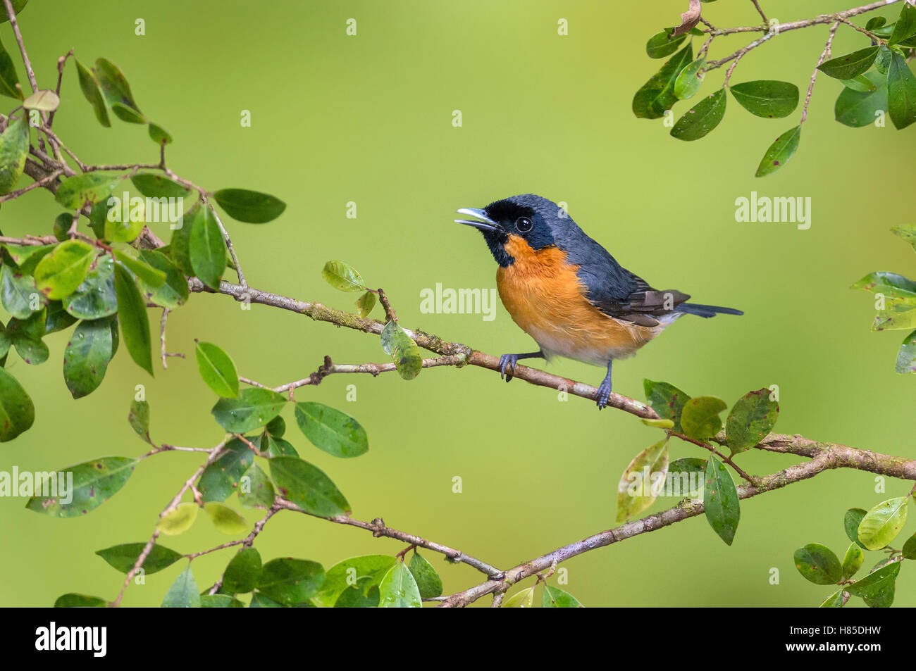 Spectacled Monarch (Monarcha trivirgatus), Queensland, Australia Stock ...