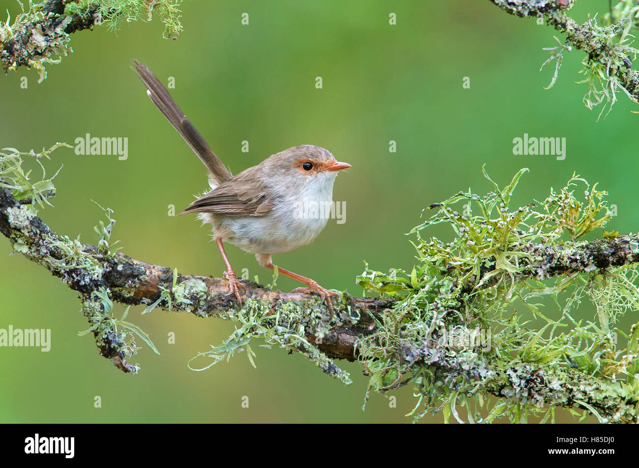 Superb Fairywren (Malurus cyaneus) female, Victoria, Australia Stock ...
