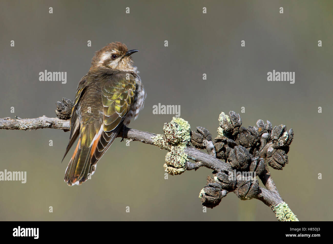 Horsfield's Bronze-Cuckoo (Chrysococcyx basalis), Victoria, Australia ...