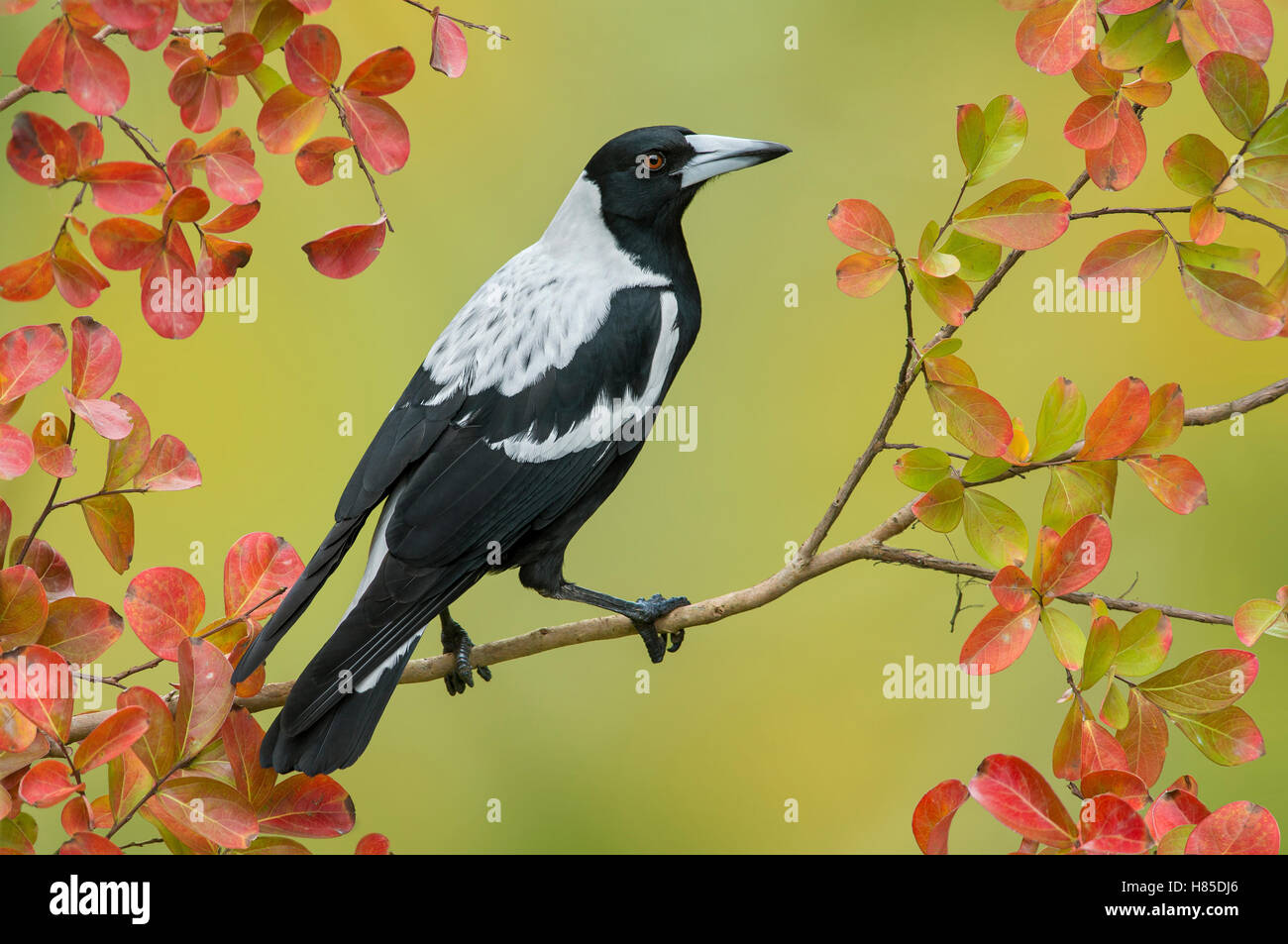 Australian Magpie (Gymnorhina tibicen), Victoria, Australia Stock Photo ...