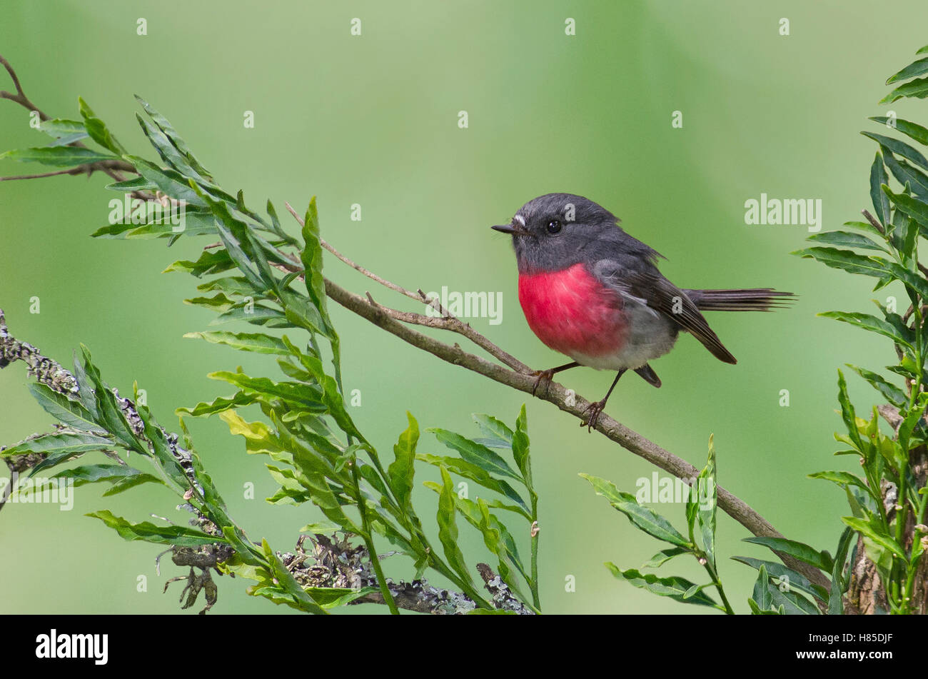 Rose Robin (Petroica rosea) male, Victoria, Australia Stock Photo - Alamy