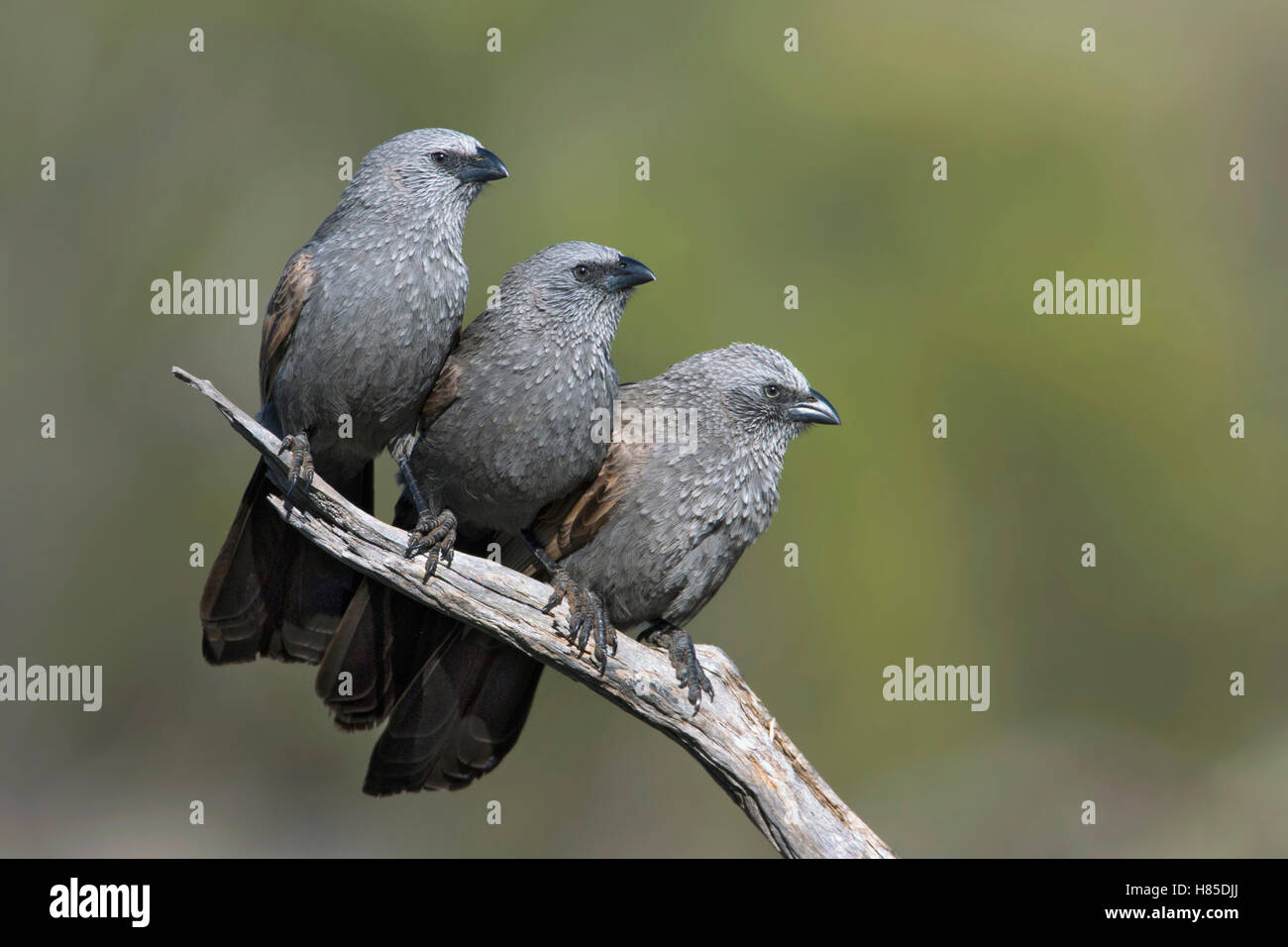 Apostlebird (Struthidea cinerea) trio, Victoria, Australia Stock Photo ...