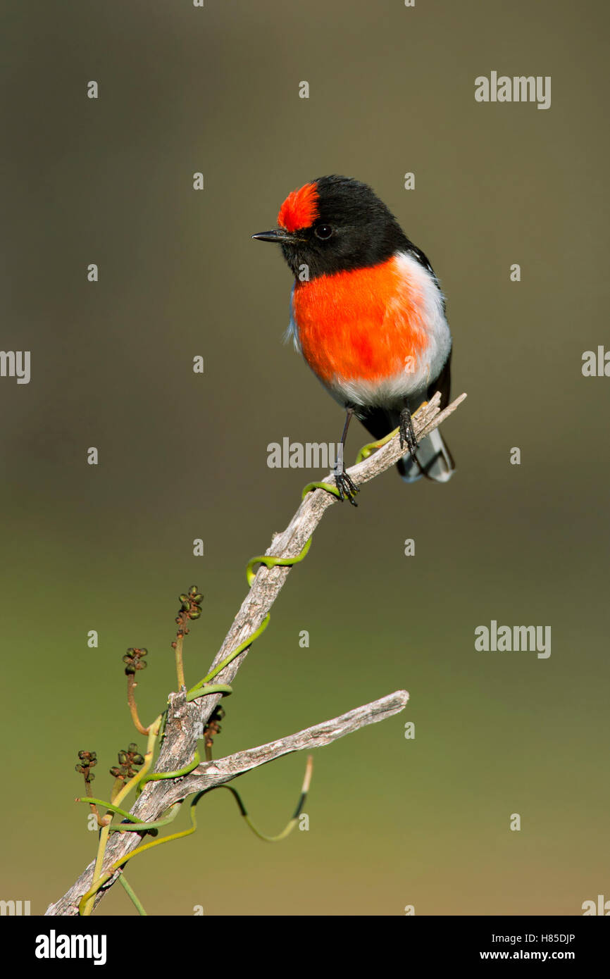 Red-capped Robin (Petroica goodenovii) male, Victoria, Australia Stock ...