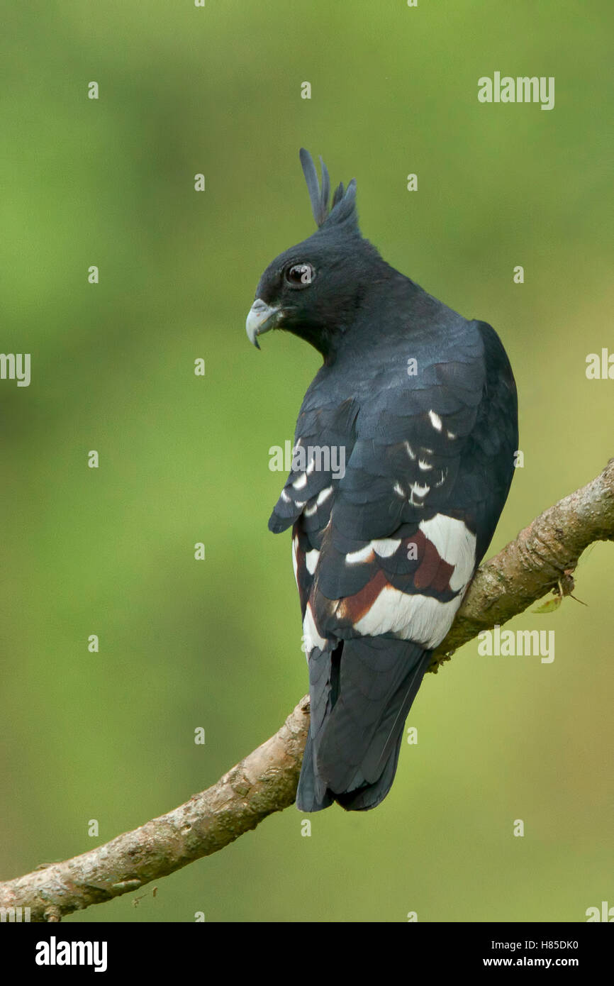 Black Baza (Aviceda leuphotes), Darjeeling, India Stock Photo - Alamy