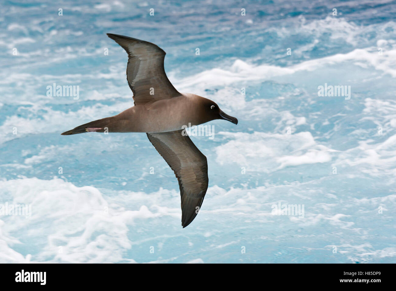 Light-mantled Albatross (Phoebetria palpebrata) flying, Antarctica ...