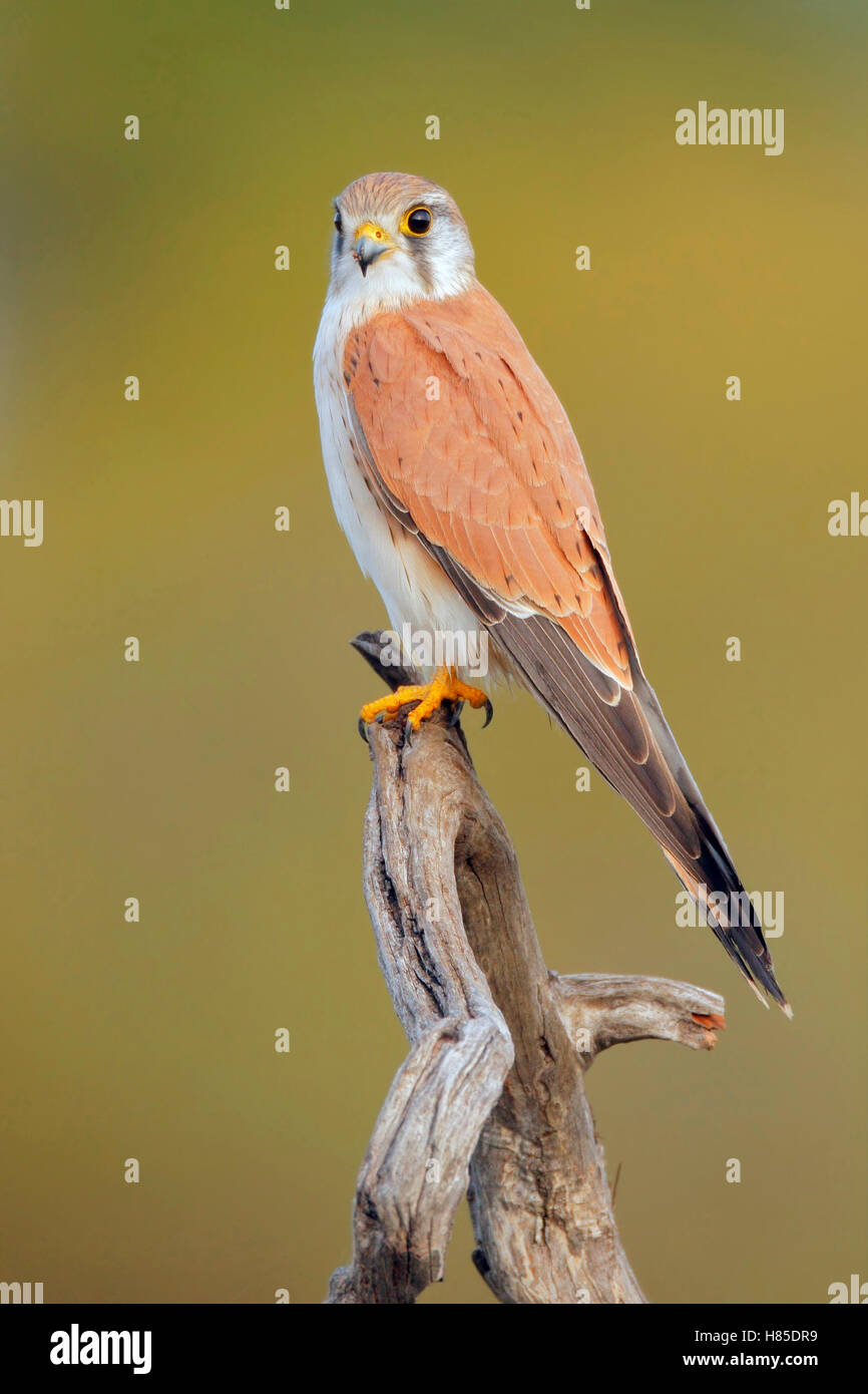 Australian Kestrel (Falco cenchroides), Western Australia, Australia ...