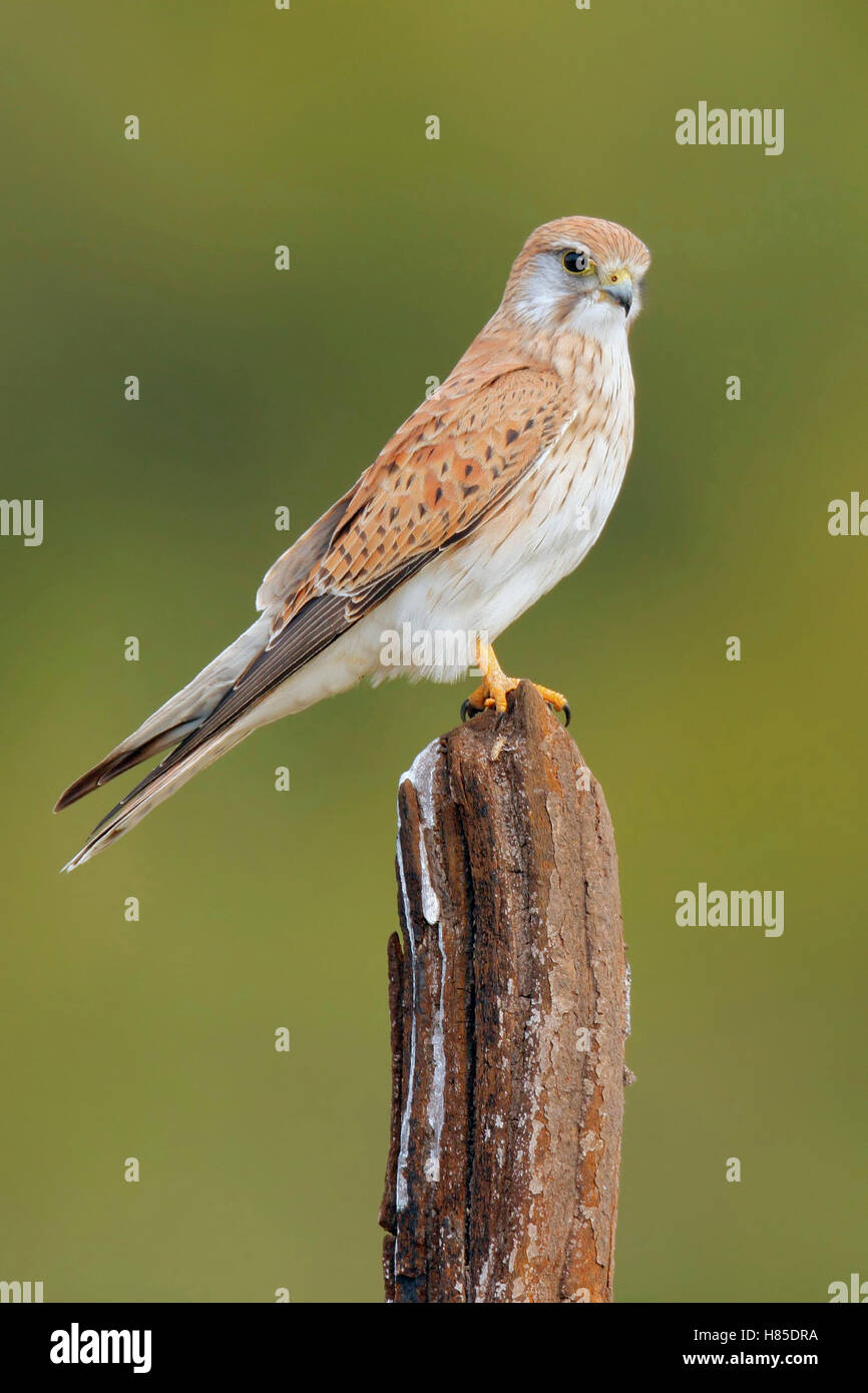 Australian Kestrel (Falco cenchroides), Western Australia, Australia ...
