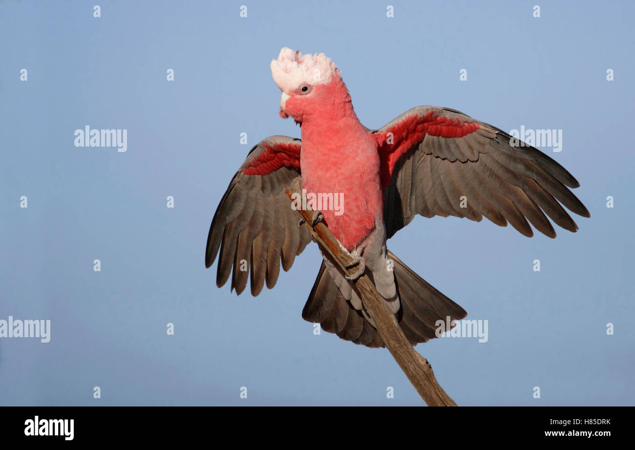 Galah (Eolophus roseicapilla) displaying, Queensland, Australia Stock ...