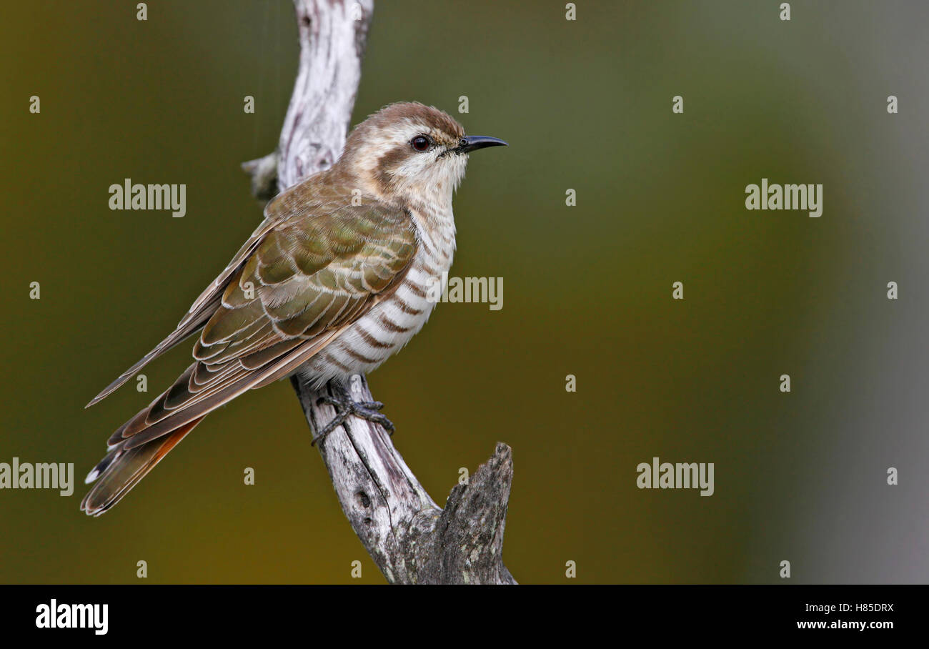 Horsfield's Bronze-Cuckoo (Chrysococcyx basalis), Victoria, Australia ...