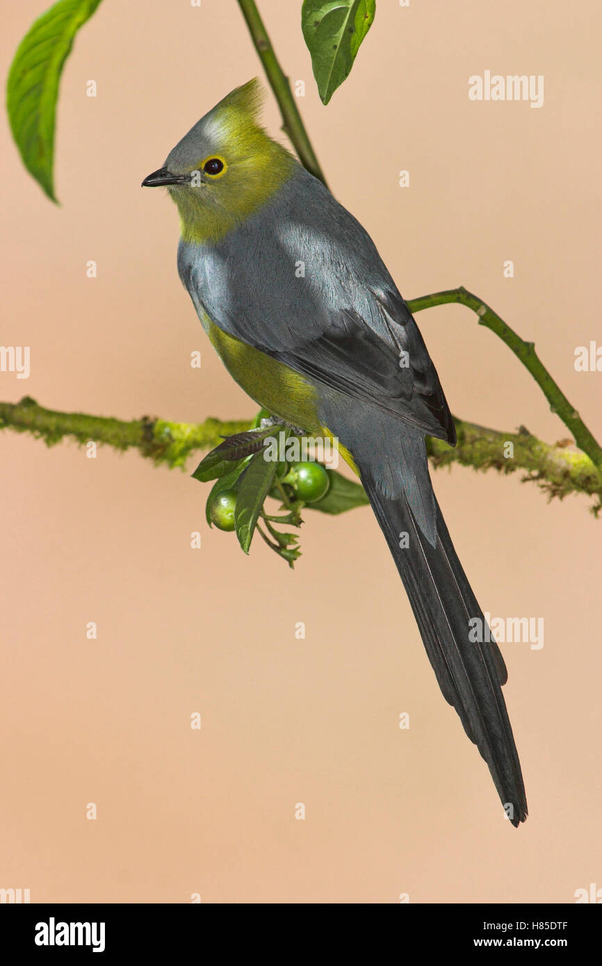 Long-tailed Silky-flycatcher (Ptilogonys caudatus), Costa Rica Stock ...