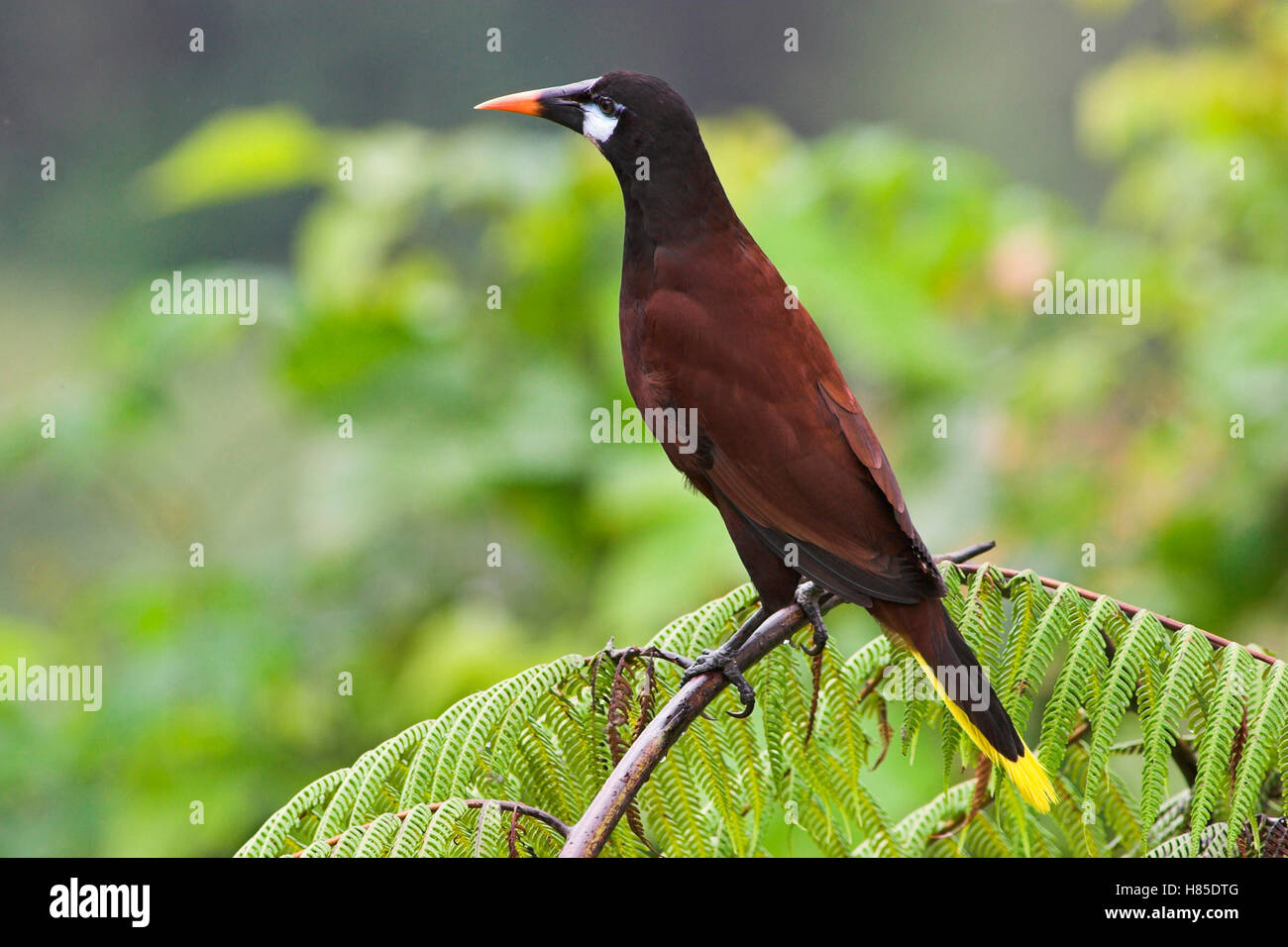 Montezuma Oropendola (Psarocolius montezuma), Costa Rica Stock Photo ...