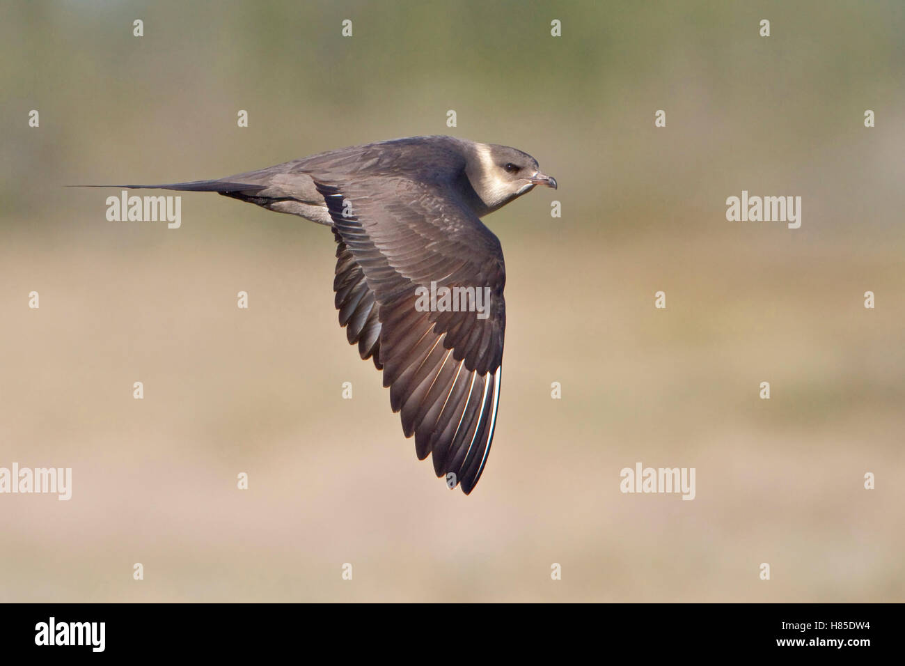 Arctic Skua (Stercorarius parasiticus) flying, Manitoba, Canada Stock ...