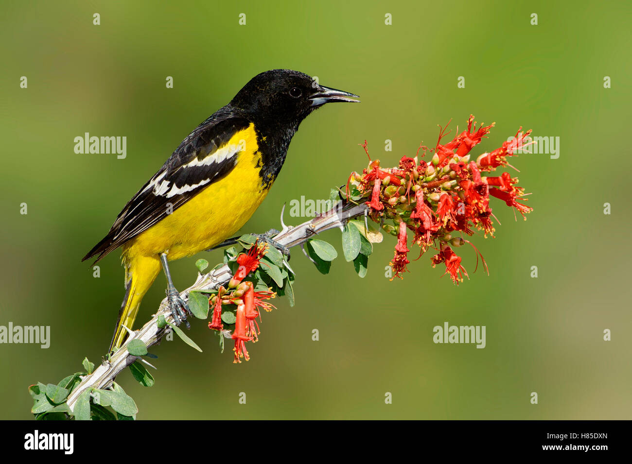 Scott's Oriole (Icterus parisorum) male, Arizona Stock Photo - Alamy