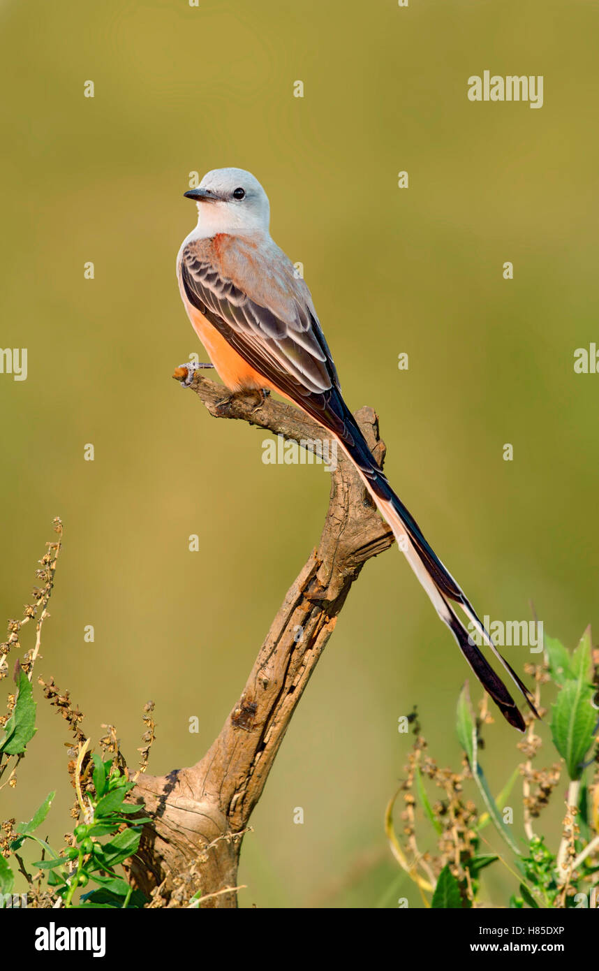 Scissor-tailed Flycatcher (Tyrannus forficatus), Texas Stock Photo - Alamy