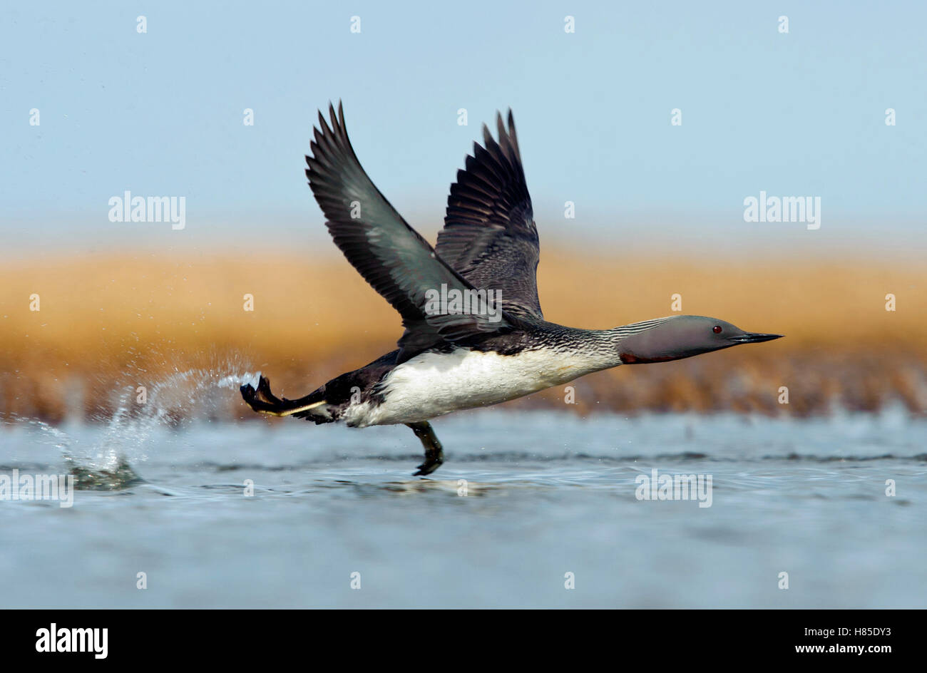 Red-throated Loon (Gavia stellata) taking flight, Alaska Stock Photo - Alamy