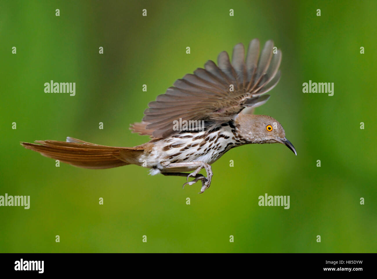 Long-billed Thrasher (Toxostoma longirostre) flying, Texas Stock Photo ...