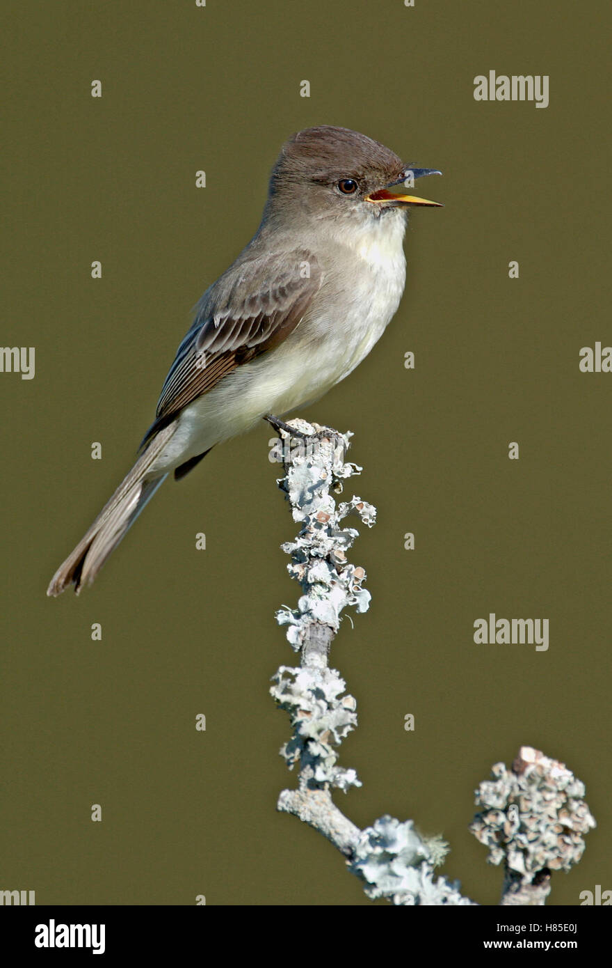 Eastern Phoebe (Sayornis phoebe) calling, Texas Stock Photo - Alamy