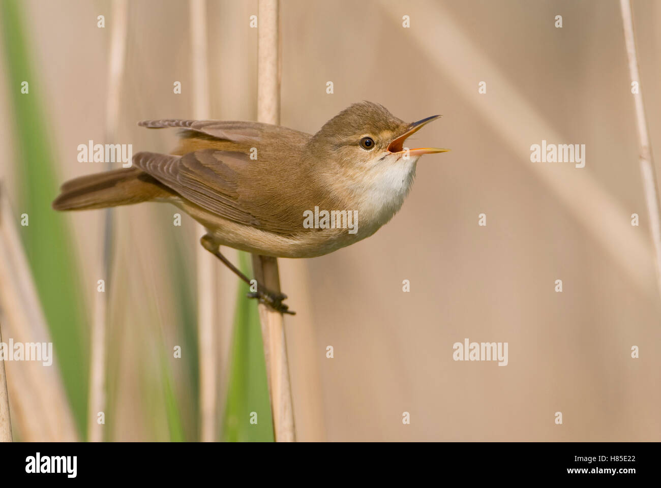 Eurasian Reed-Warbler (Acrocephalus scirpaceus) calling, Saxony ...