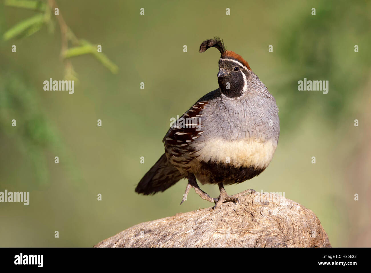Gambel's Quail (Callipepla gambelii) male, Arizona Stock Photo - Alamy