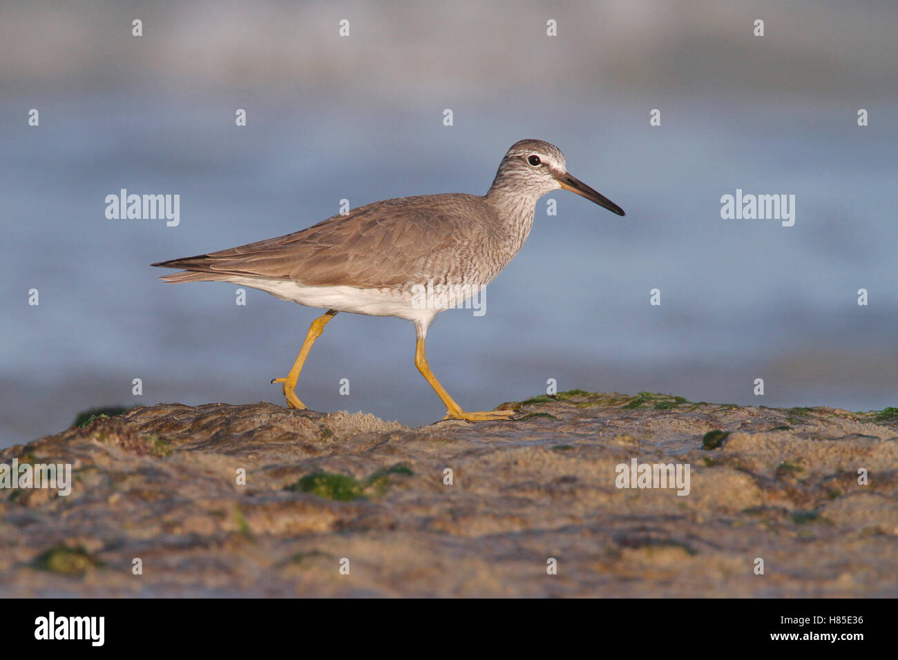 Grey-tailed Tattler (Tringa brevipes), Broome, Western Australia ...