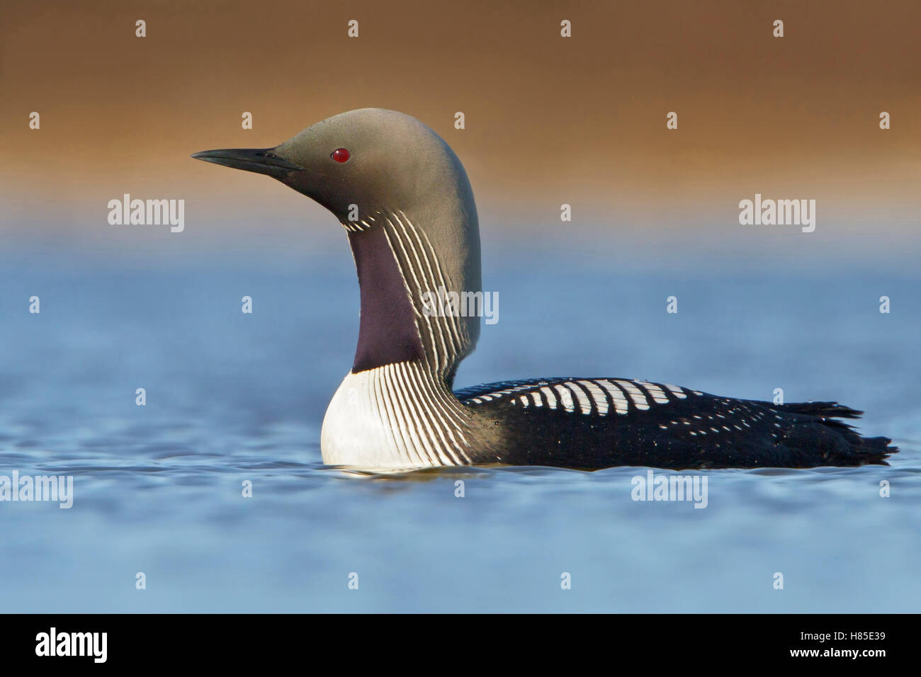 Pacific Loon (Gavia pacifica) on water, Manitoba, Canada Stock Photo ...