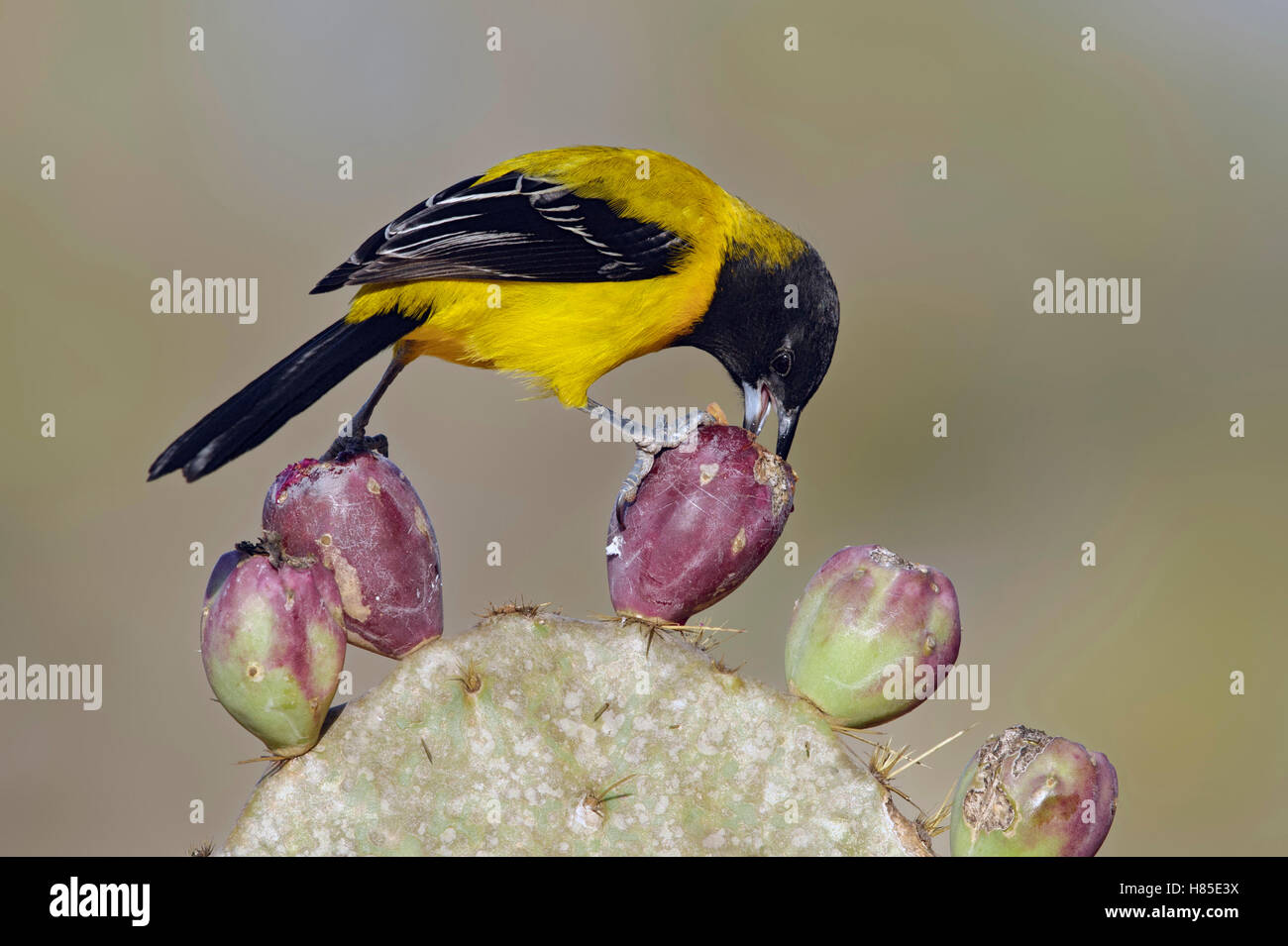 Audubon's Oriole (Icterus graduacauda) feeding on cactus fruit, Texas ...