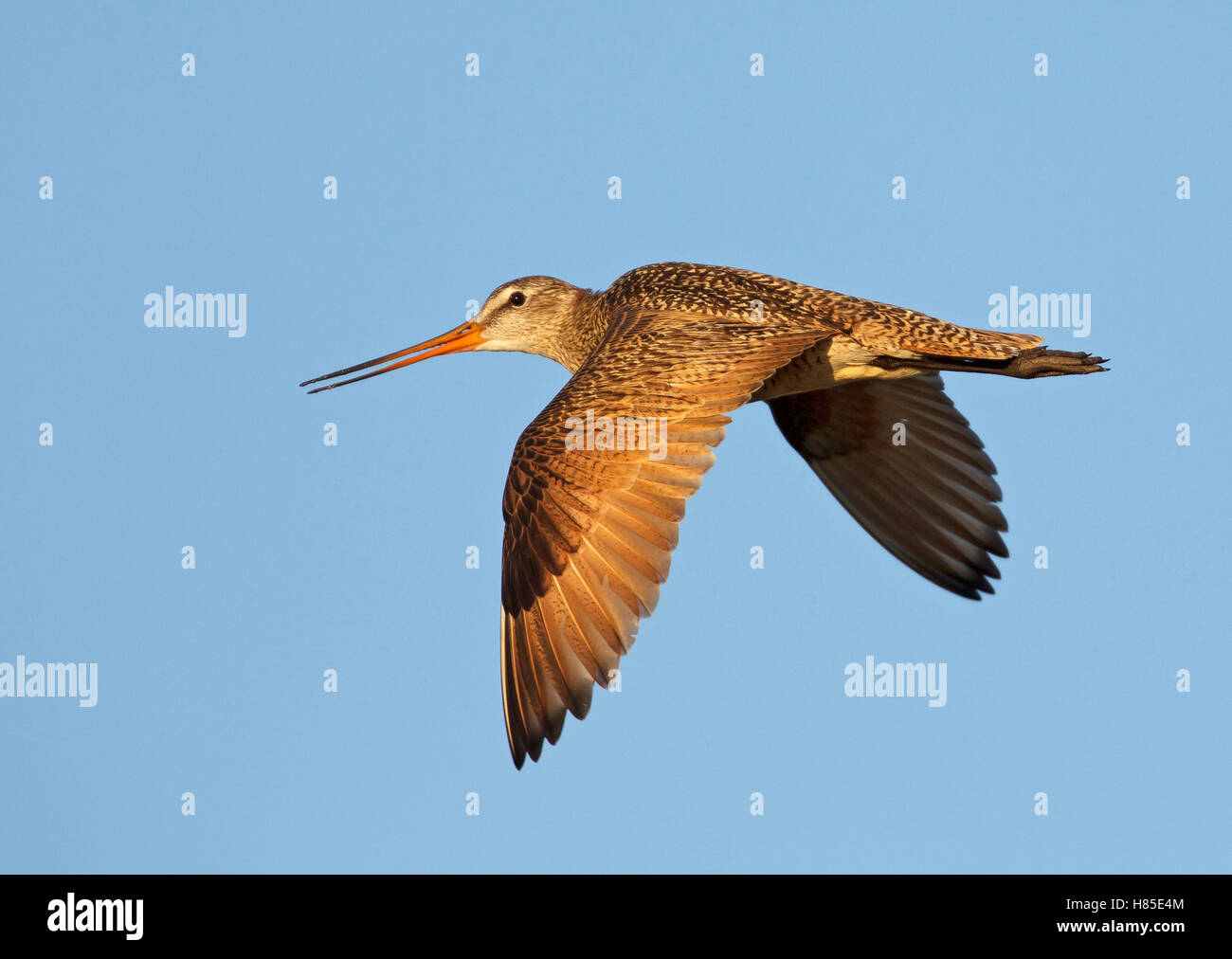 Marbled Godwit (Limosa fedoa) flying, Montana Stock Photo - Alamy