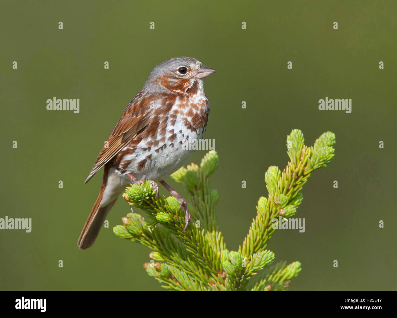 Fox Sparrow (Passerella iliaca), Alaska Stock Photo - Alamy