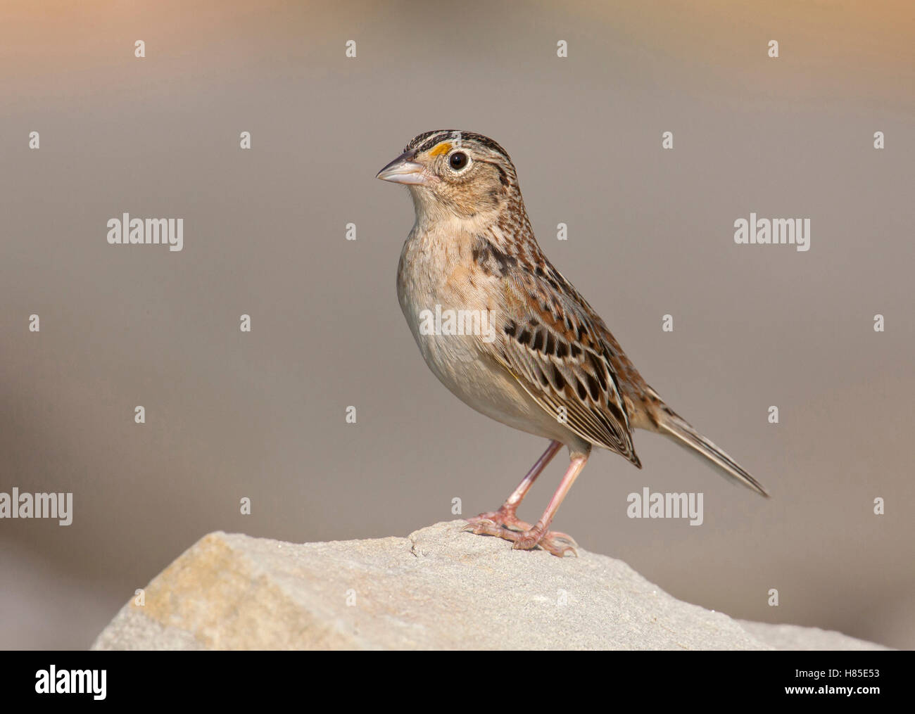 Grasshopper Sparrow (Ammodramus savannarum), Ohio Stock Photo - Alamy