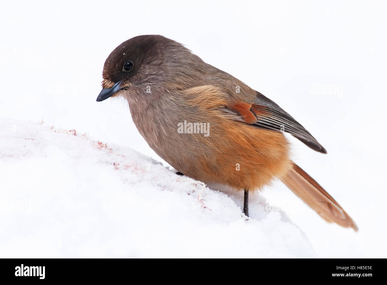 Siberian Jay (Perisoreus infaustus) in snow, Finland Stock Photo - Alamy