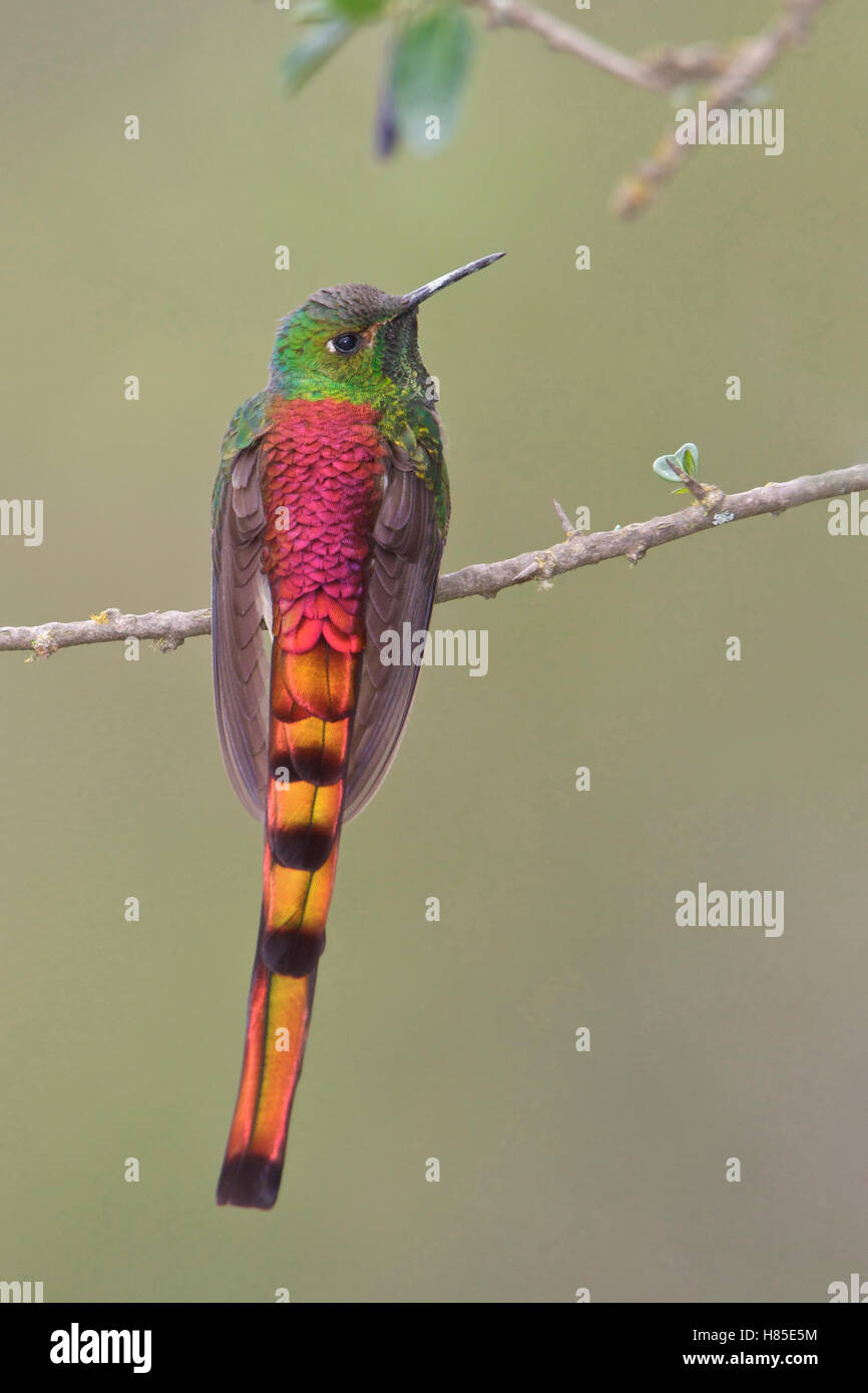 Red-tailed Comet (Sappho sparganura) hummingbird, Bolivia Stock Photo ...