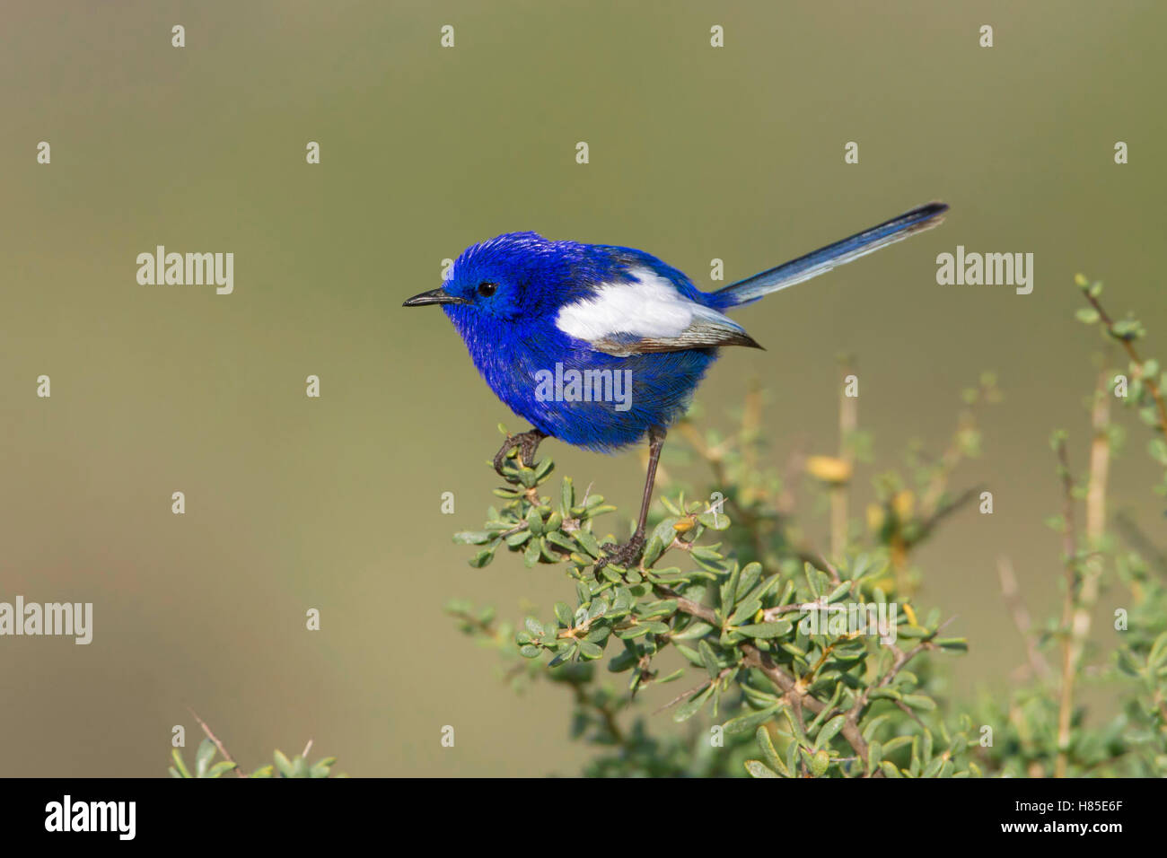 White-winged Fairywren (Malurus leucopterus) male, Australia Stock ...