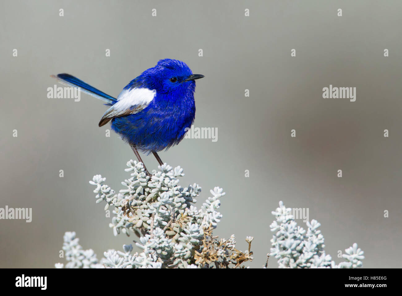 White-winged Fairywren (Malurus leucopterus) male, Australia Stock ...