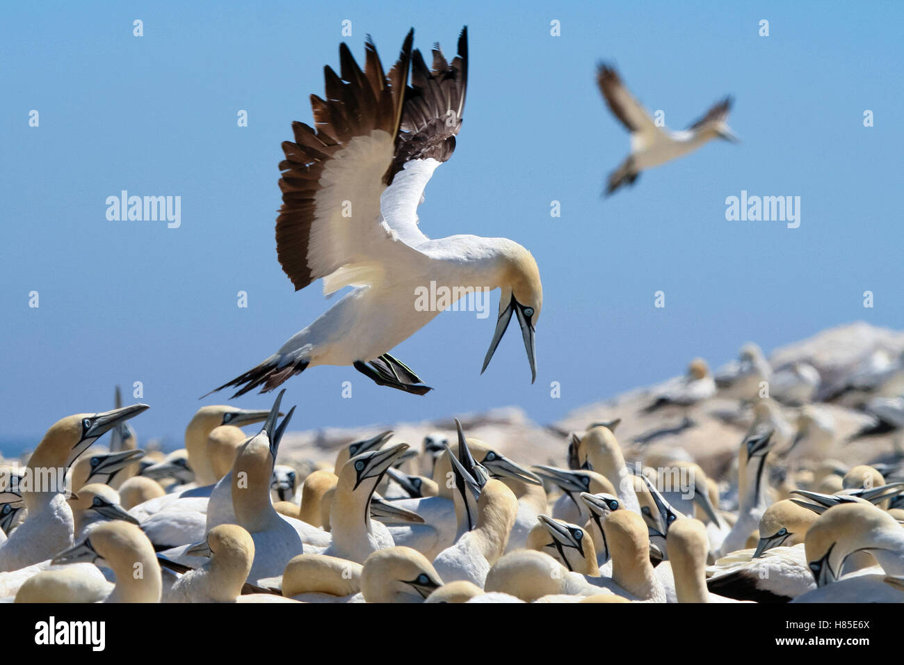 Cape Gannet (Morus capensis) landing in nesting colony, South Africa ...