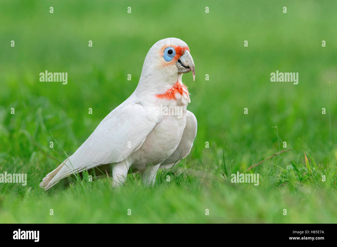 Long-billed Corella (Cacatua tenuirostris), Victoria, Australia Stock ...