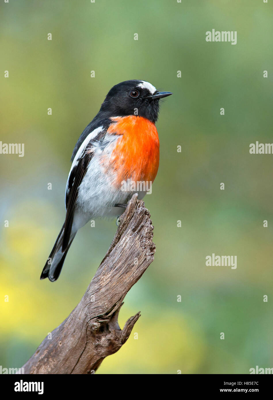 Scarlet Robin (Petroica boodang) male, Victoria, Australia Stock Photo ...