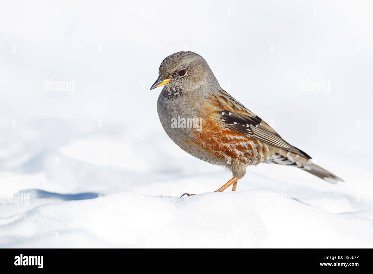 Alpine Accentor (Prunella collaris) in snow, Wallis, Switzerland Stock ...