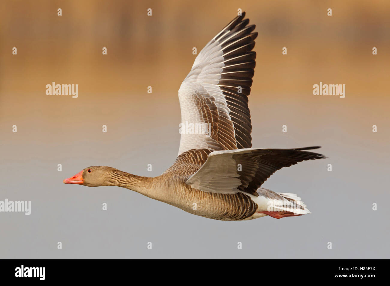 Greylag Goose (Anser anser) flying, Lake Neusiedl, Austria Stock Photo ...