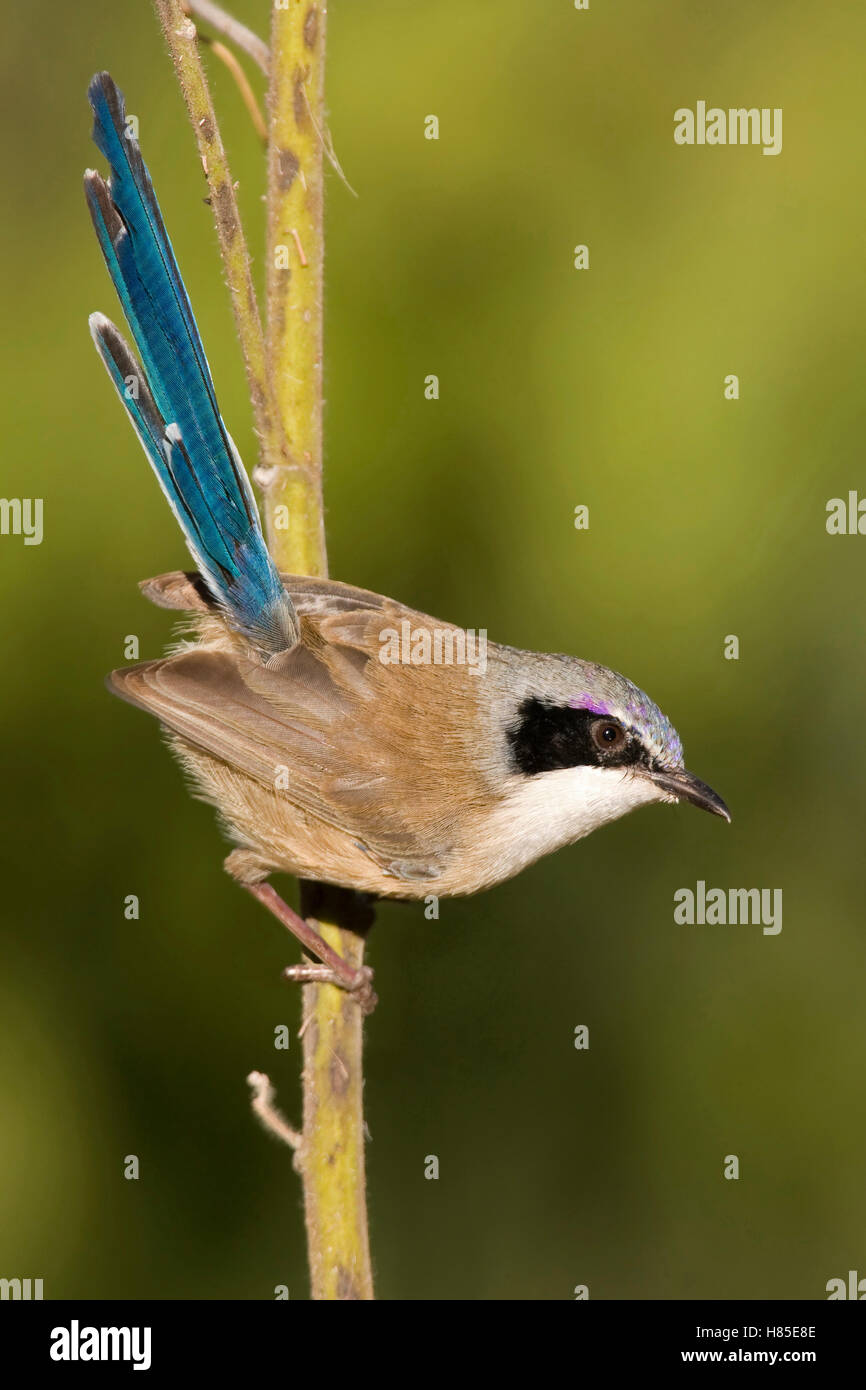 Purple-crowned Fairywren (Malurus coronatus) male, Western Australia ...