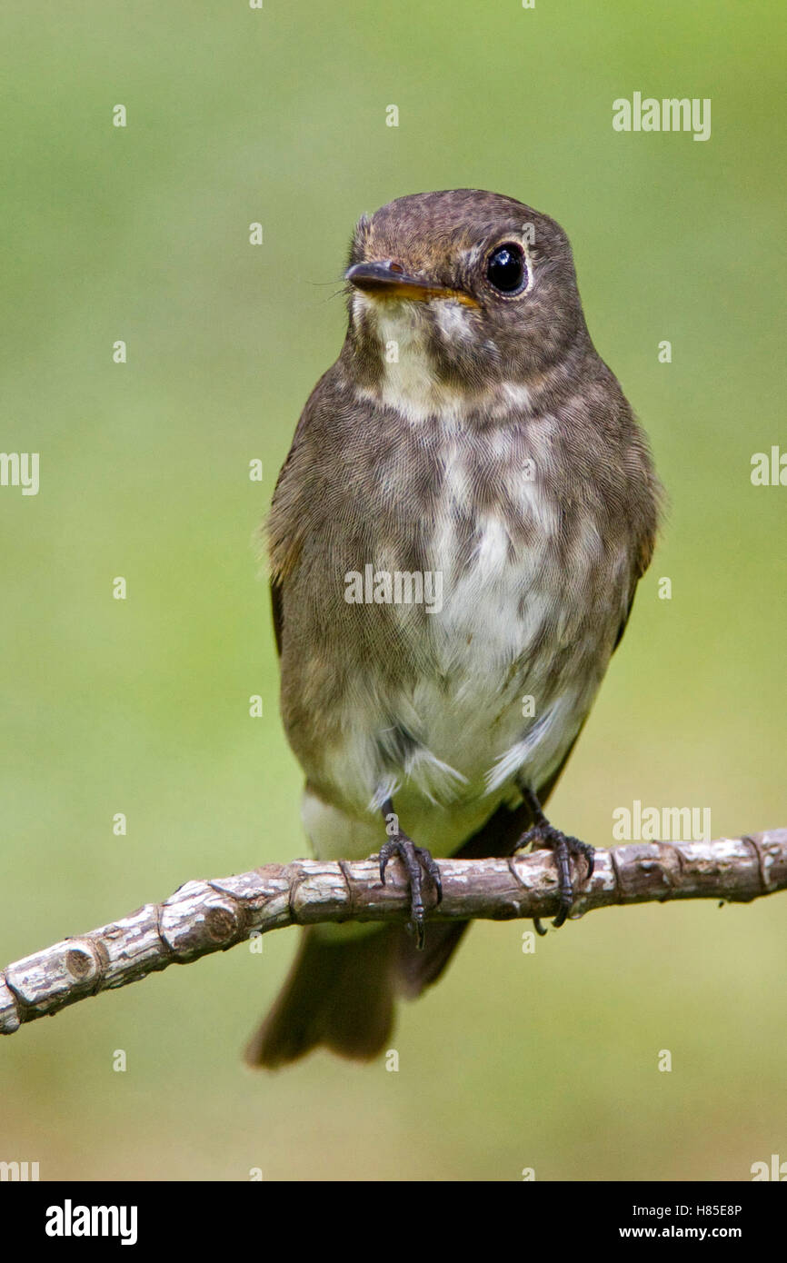 Dark-sided Flycatcher (Muscicapa sibirica), Singapore Stock Photo - Alamy