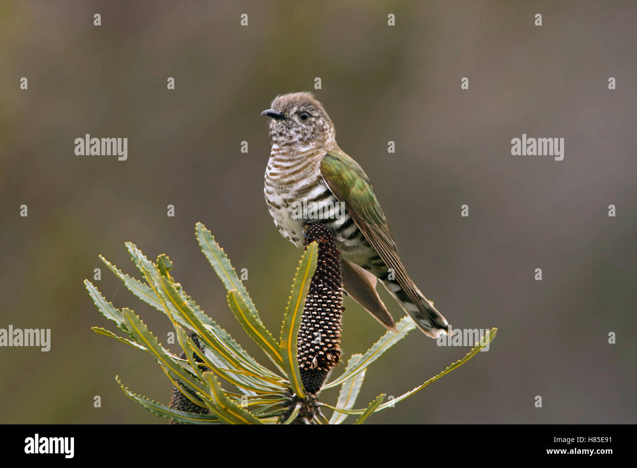 Shining Bronze-Cuckoo (Chrysococcyx lucidus), Western Australia ...