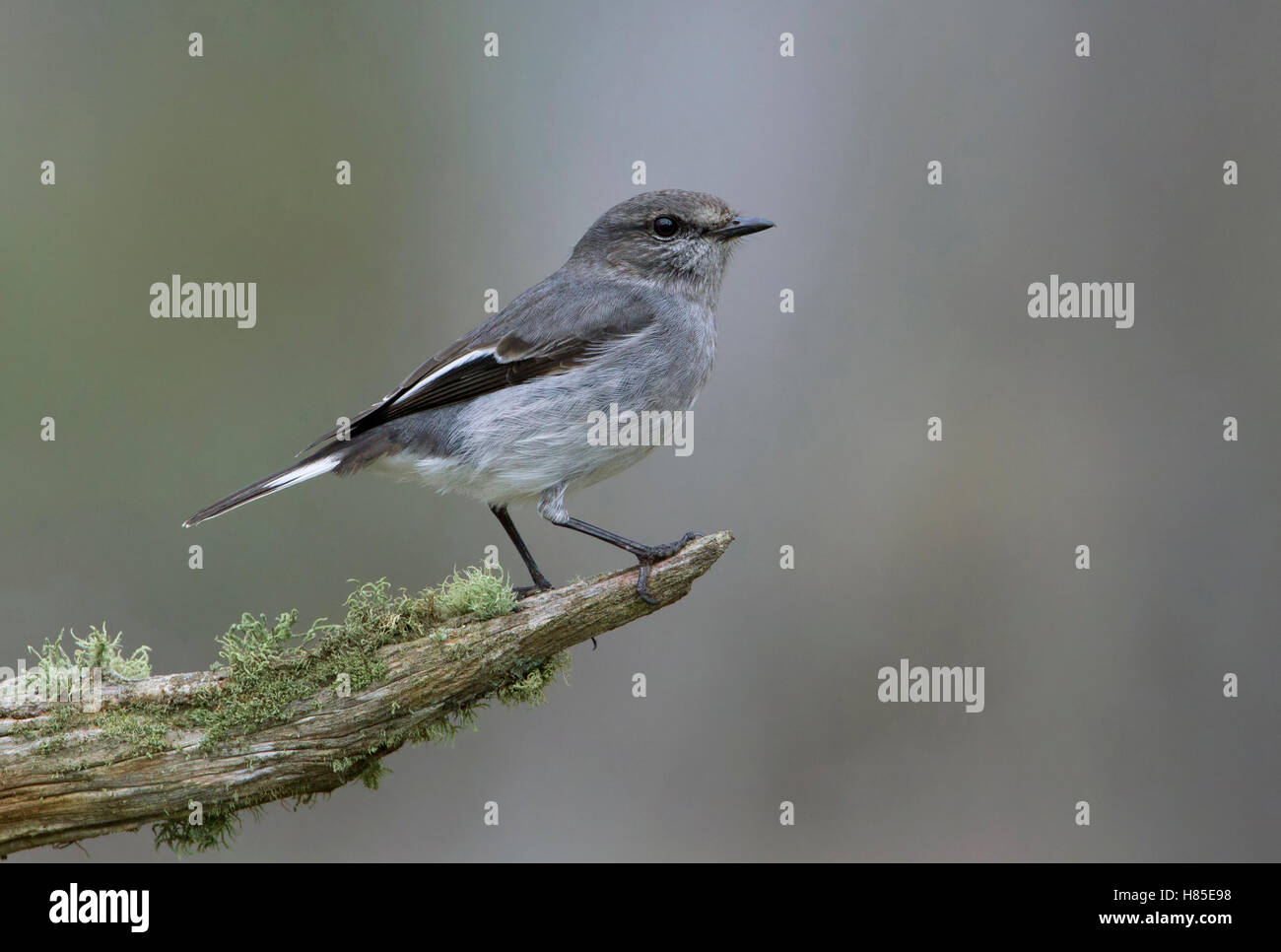 Hooded Robin (Melanodryas cucullata) female, Victoria, Australia Stock ...