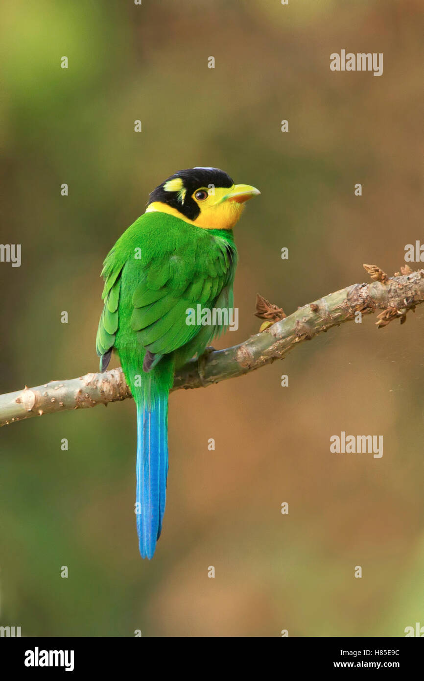 Long-tailed Broadbill (Psarisomus dalhousiae), Darjeeling, India Stock ...