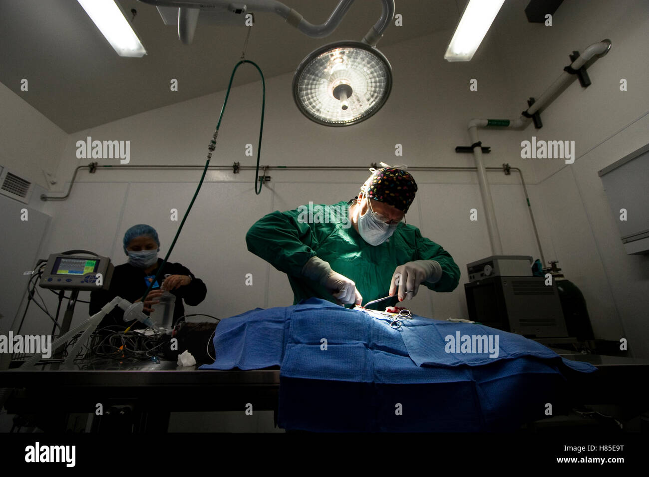 Sea Otter (Enhydra lutris) veterinarian Mike Murray performing surgery ...