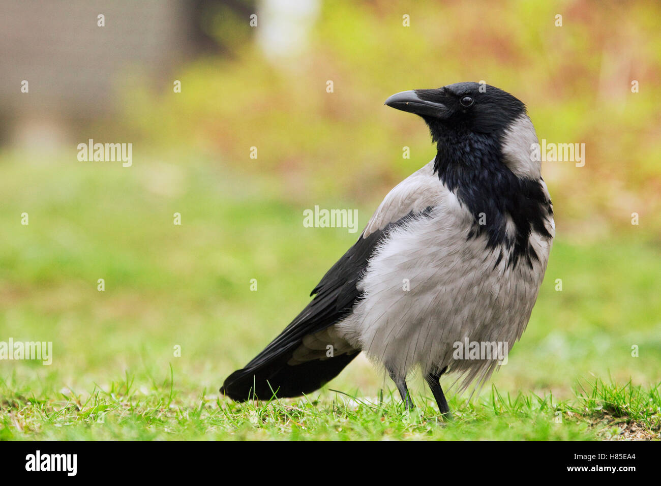 Hooded Crow (Corvus cornix), Berlin, Germany Stock Photo - Alamy