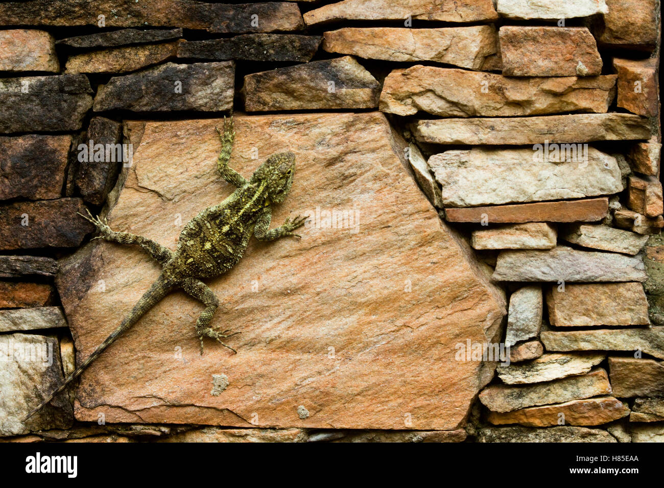 Southern Tree Agama (Acanthocercus atricollis) female on wall, Kibale ...