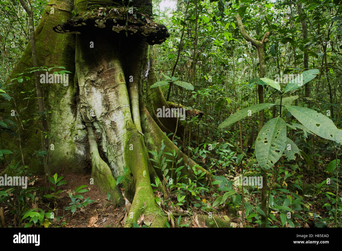 Buttress root in tropical rainforest, Kibale National Park, western ...