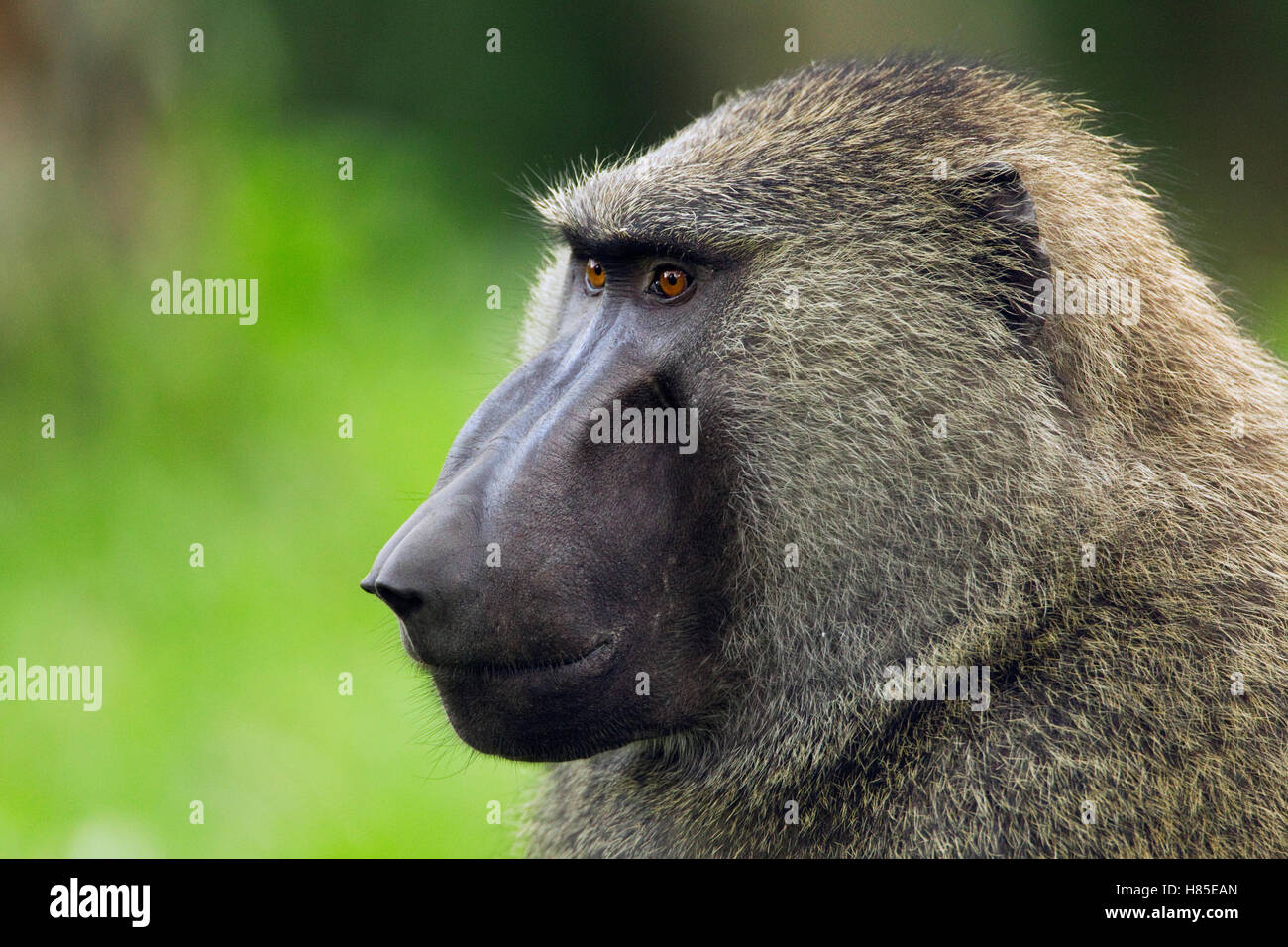 Olive Baboon (Papio anubis) male, Kibale National Park, western Uganda ...