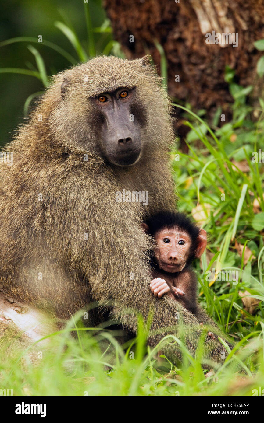 Olive Baboon (Papio anubis) mother and young, Kibale National Park ...
